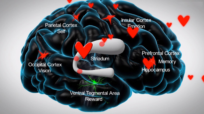 The Rejected Brain - The Anatomy Of Love